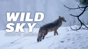 Wild Sky: North America | sooka