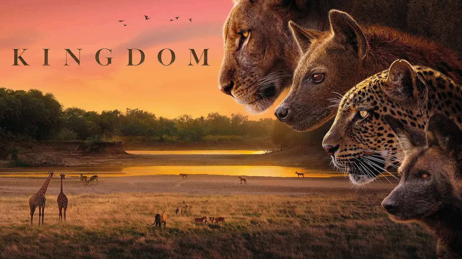 Kingdom | sooka