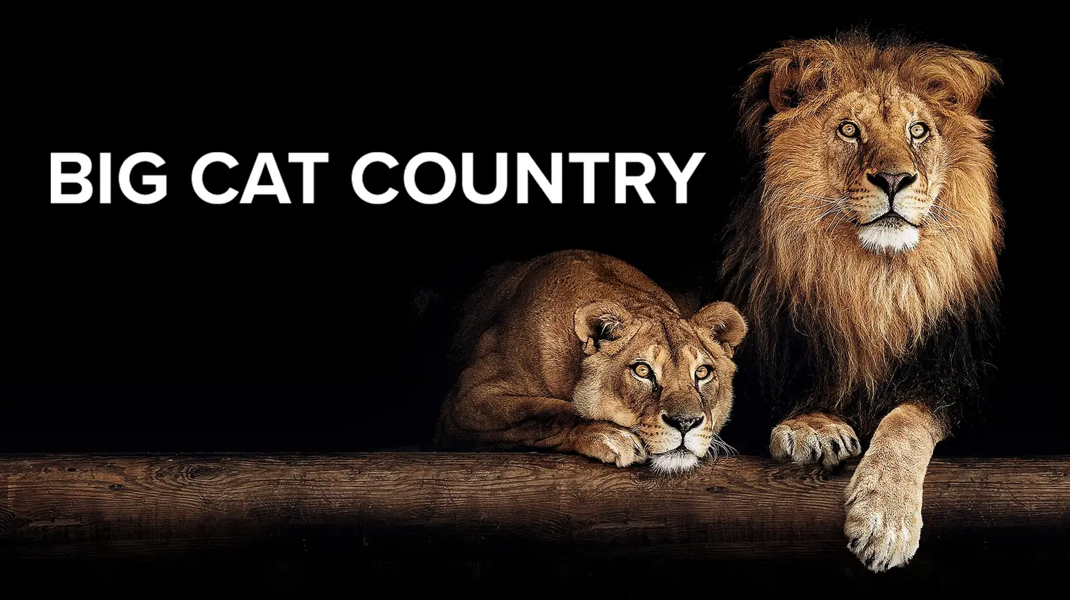 Big Cat Country | sooka