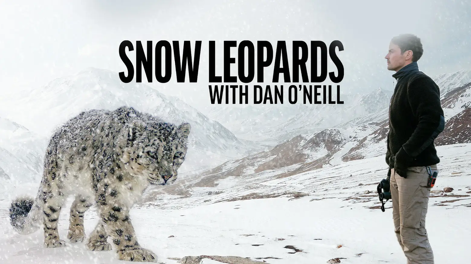 Snow Leopards with Dan O'Neill | sooka