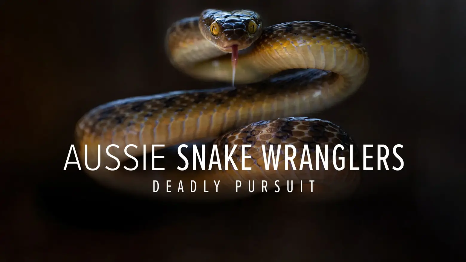 Aussie Snake Wranglers: Deadly Pursuit | sooka